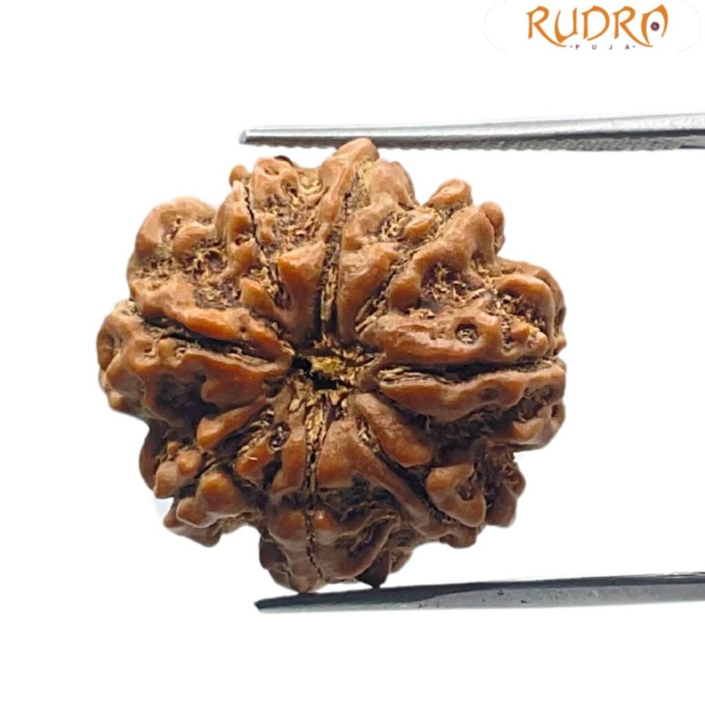Natural 14 Mukhi Rudraksha / Benefits Of 14 Mukhi Rudraksha And Its Uses
